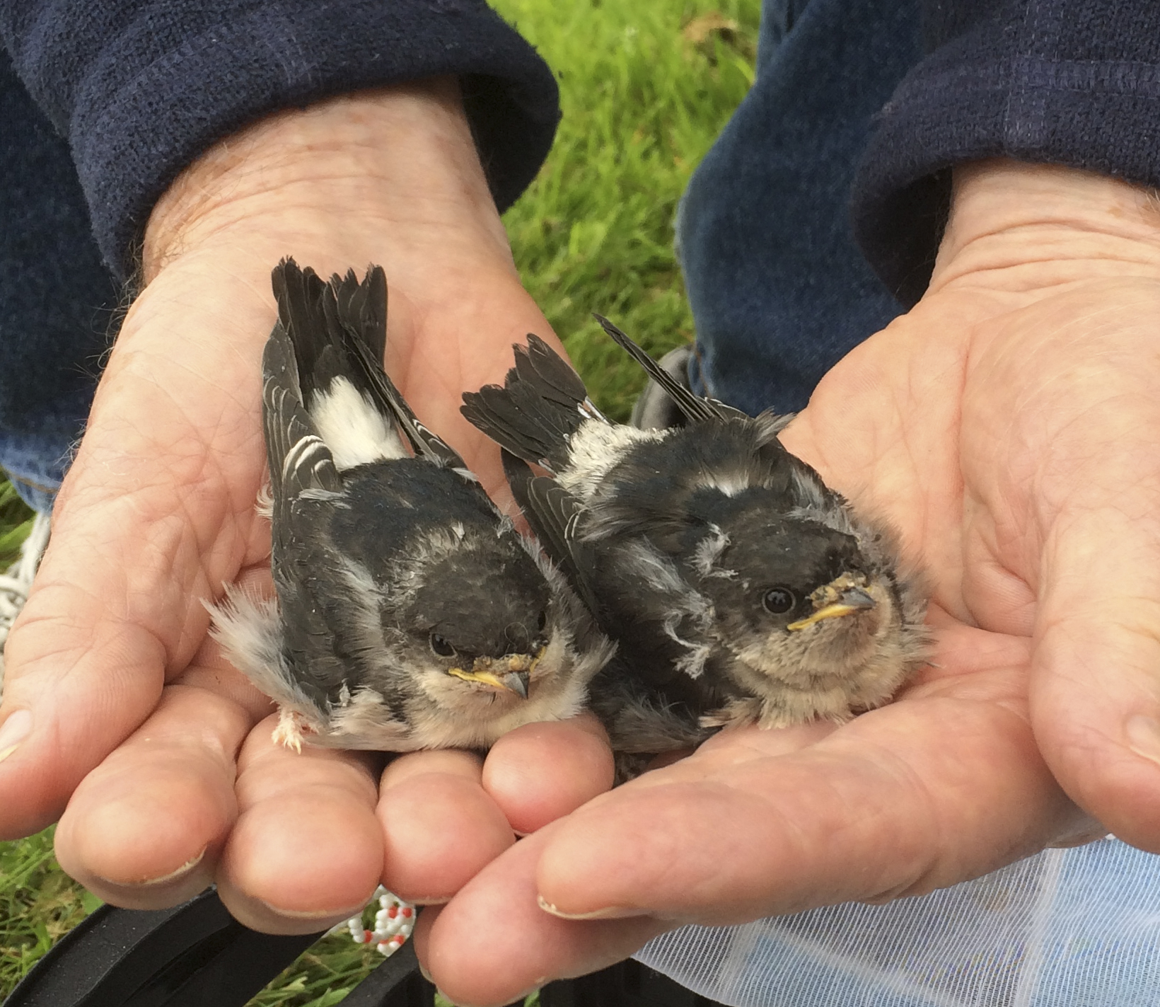 Rehabilitation – House Martin Conservation UK & Ireland