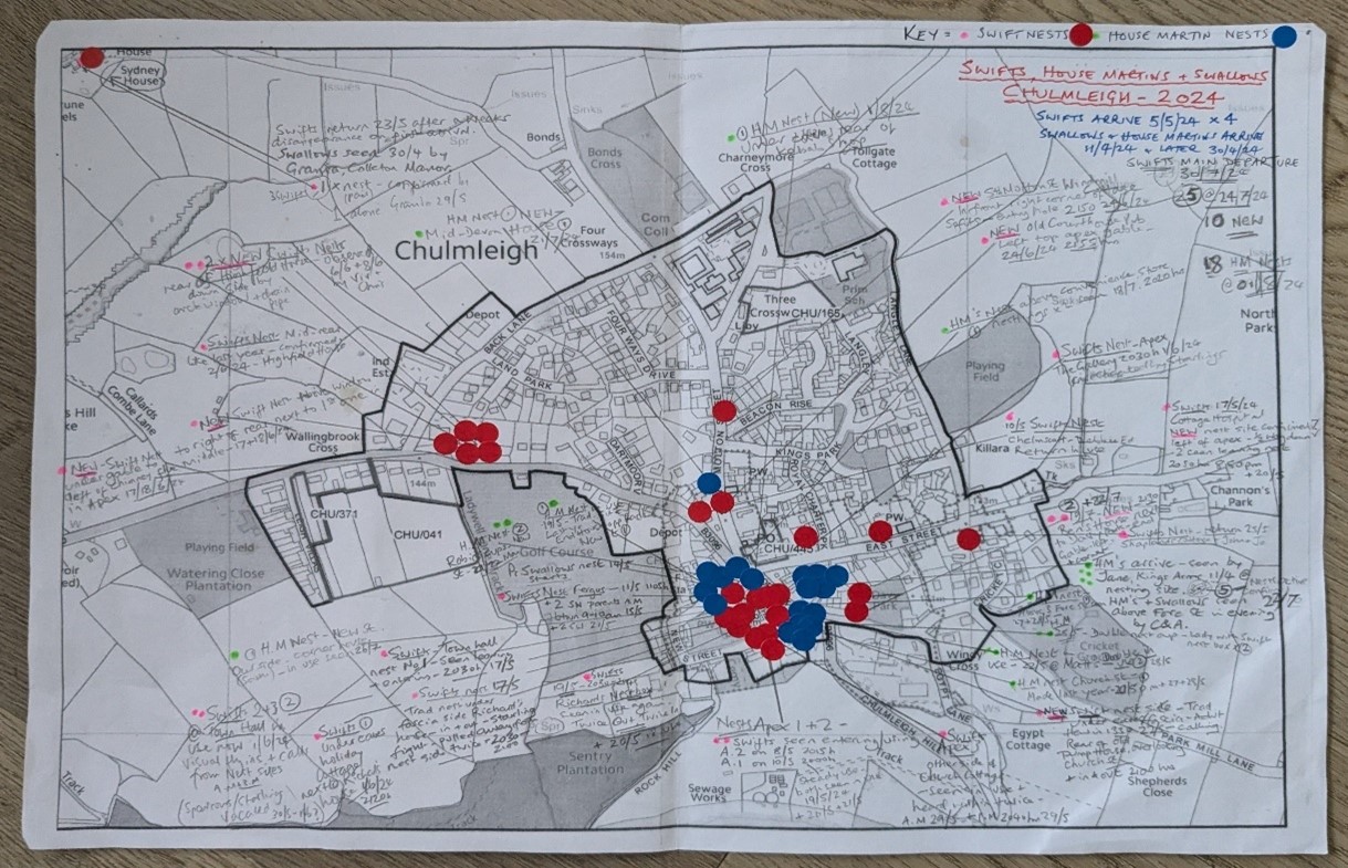 The creation of Chulmleigh Swifts and House Martin Conservation Project ...